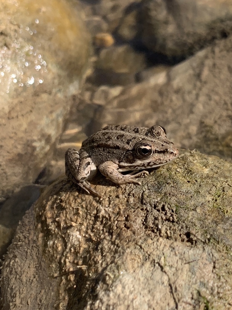 Levant Green Frog from Sulaymaniyah, Iraq on August 4, 2023 at 02:46 PM ...