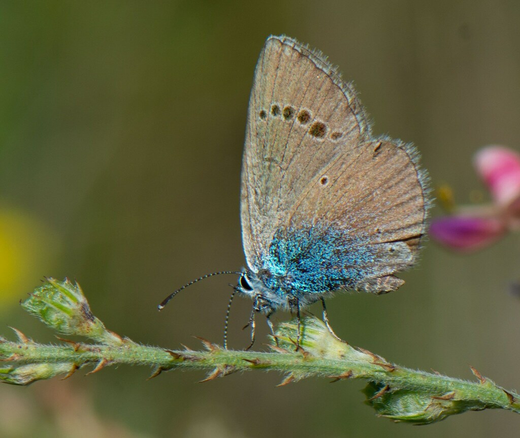 Green-underside Blue from Серебряно-Прудский р-н, Московская обл ...