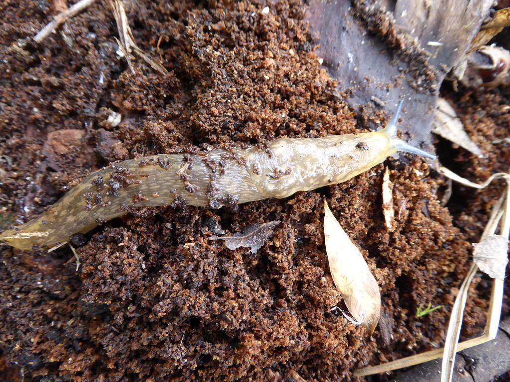 Yellow Cellar Slug from Benoni, South Africa on January 03, 2019 at 02: ...
