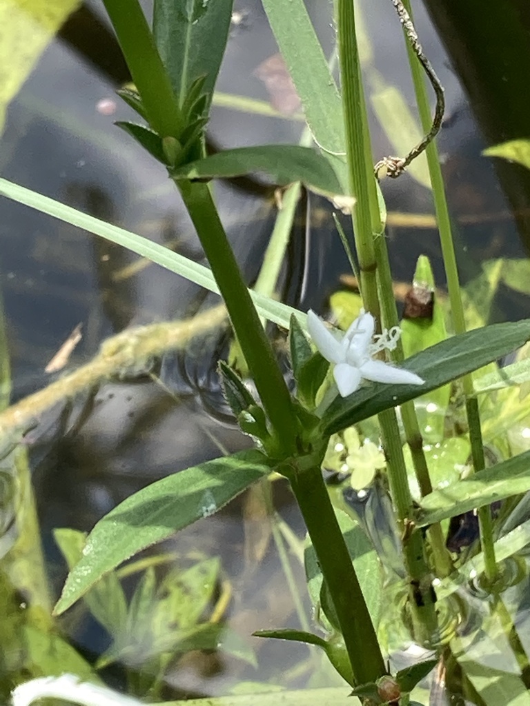 buttonweed from N Hiatus Rd, Pembroke Pines, FL, US on August 4, 2023 ...