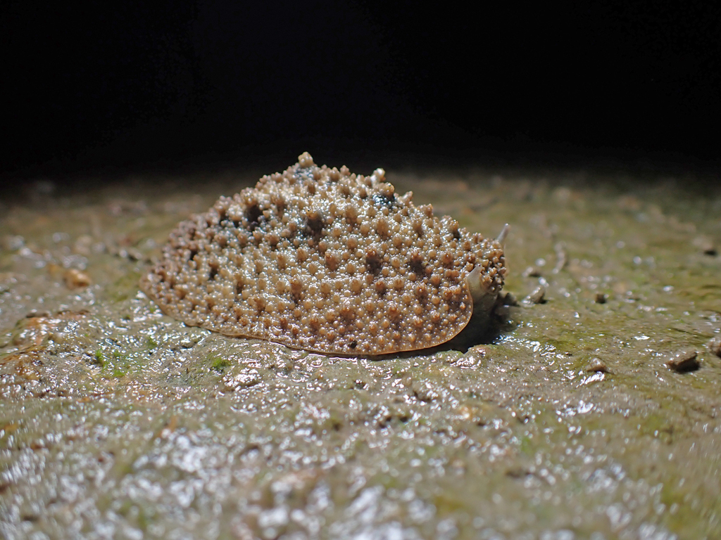 Warty Slug in May 2021 by Ho Pak Kei · iNaturalist