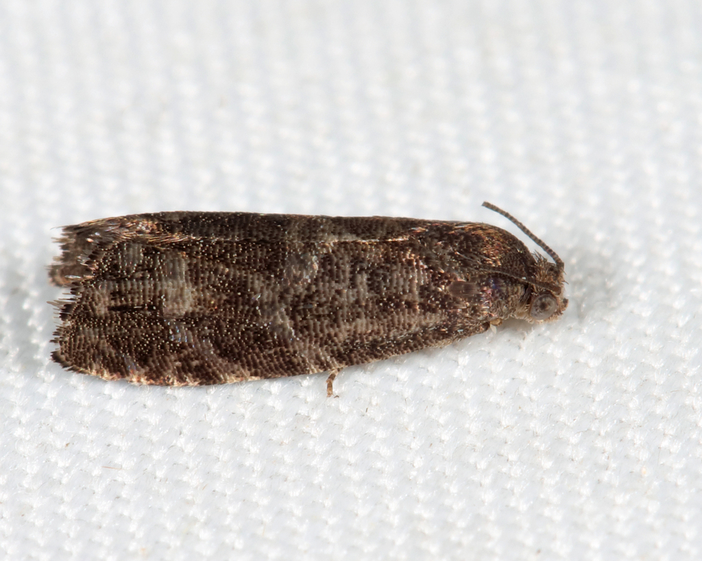 Cherry Fruitworm Moth from Groton yard, MA, USA on August 3, 2023 at 10 ...