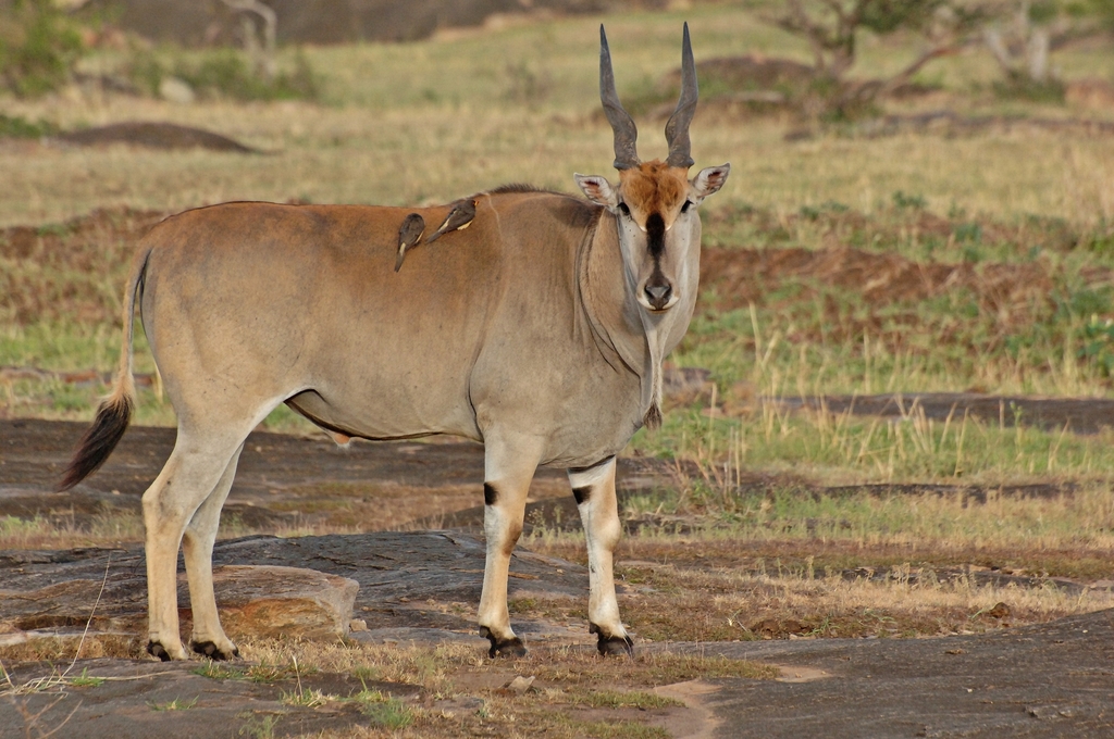 antilopa losí východoafrická (Mammals of Kidepo Valley National Park ...
