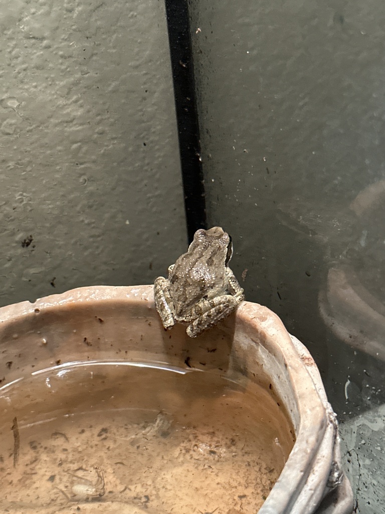 Sierran Tree Frog from E Shadowview St, Eagle, ID, US on August 4, 2023 ...