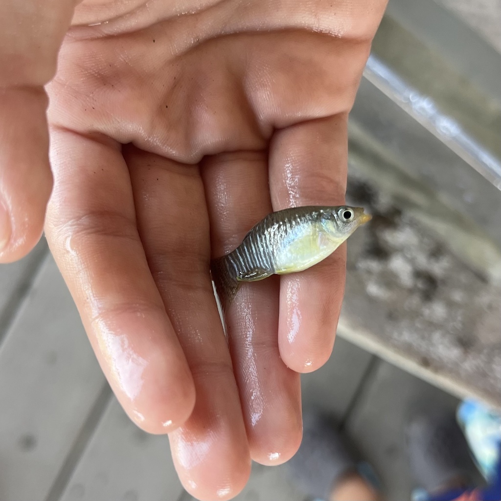 Diamond Killifish from South Padre Island, South Padre Island, TX, US ...