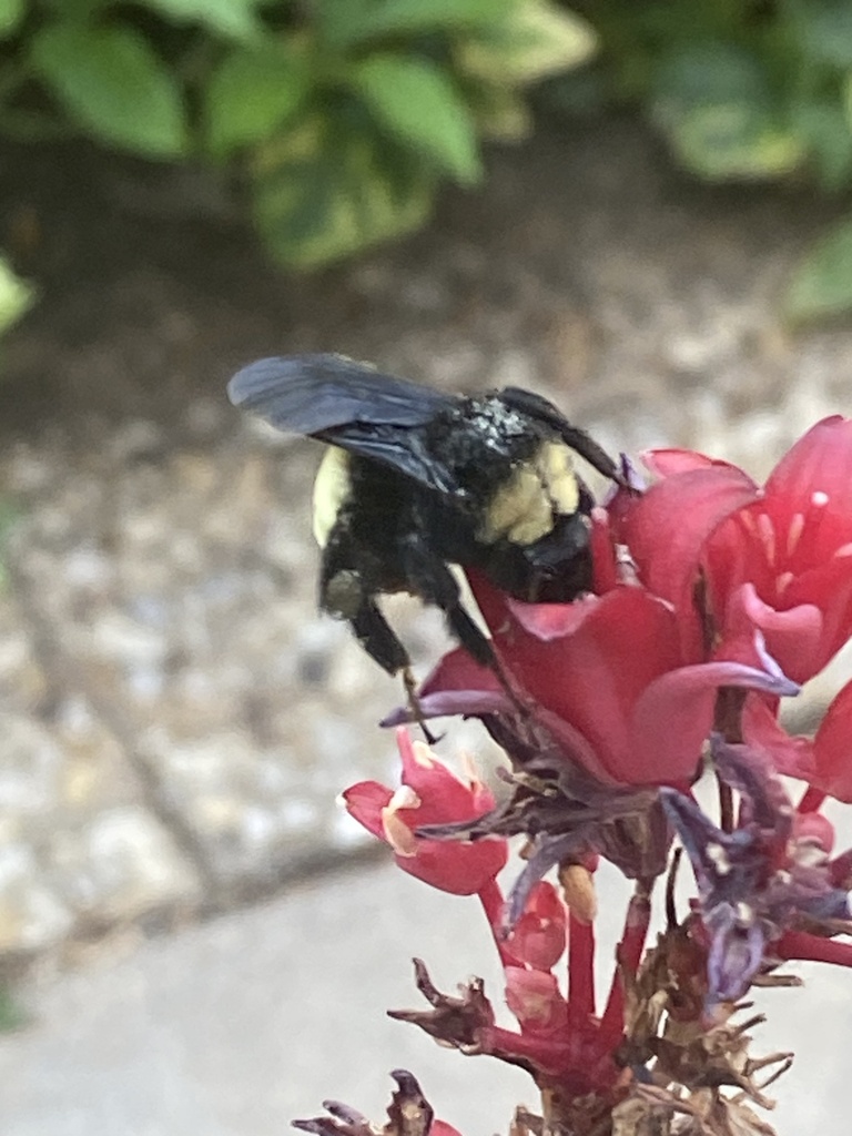 American Bumble Bee from Briarcliff Dr, Arlington, TX, US on August 4 ...