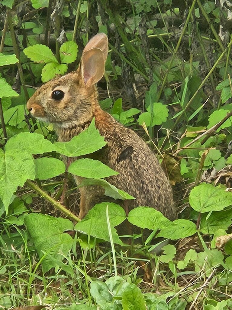 Eastern Cottontail from Lakeland, College Park, MD 20740, USA on August ...