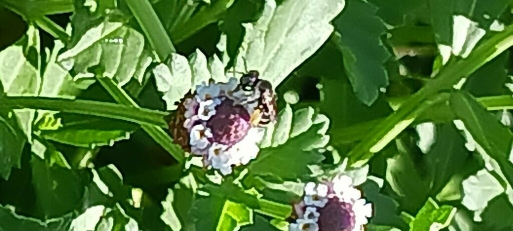 Bees from Edmond, OK, USA on August 4, 2023 at 09:59 AM by jhensel ...