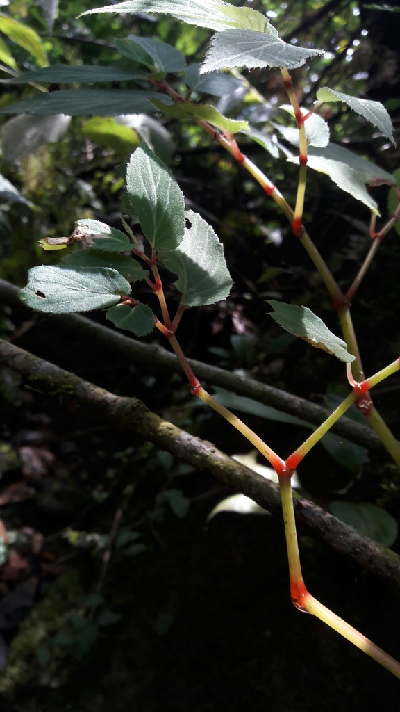 Lepsia from La Vega, Cundinamarca, Colombia on January 26, 2019 at 12: ...