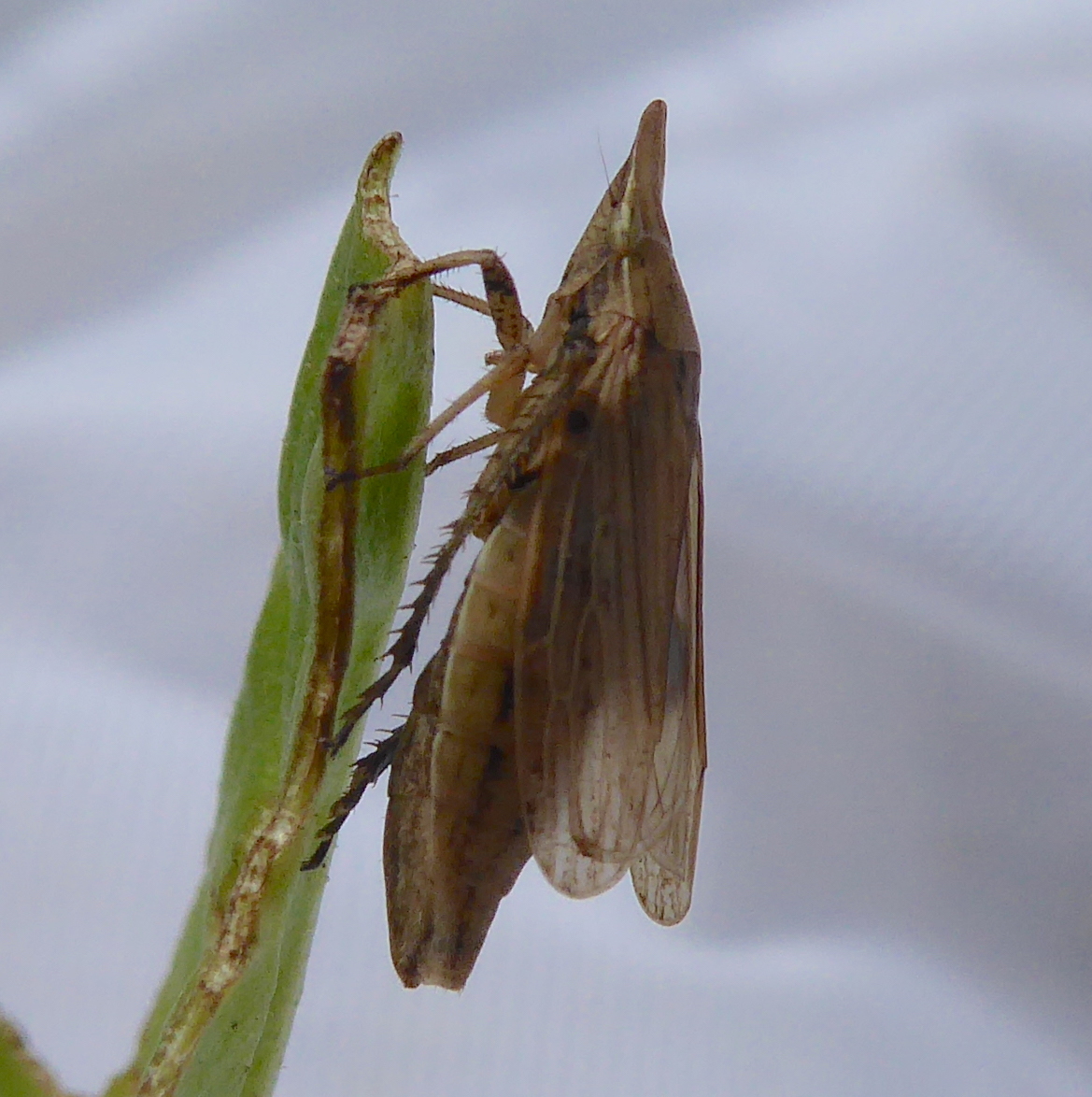 Glossocratus afzelii (Stål, 1854)