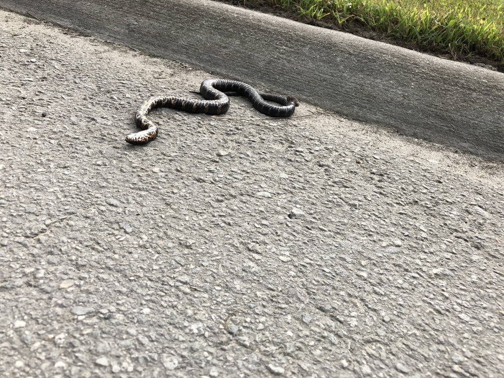 Carolina Watersnake in October 2018 by nenny. A king snake run over by ...