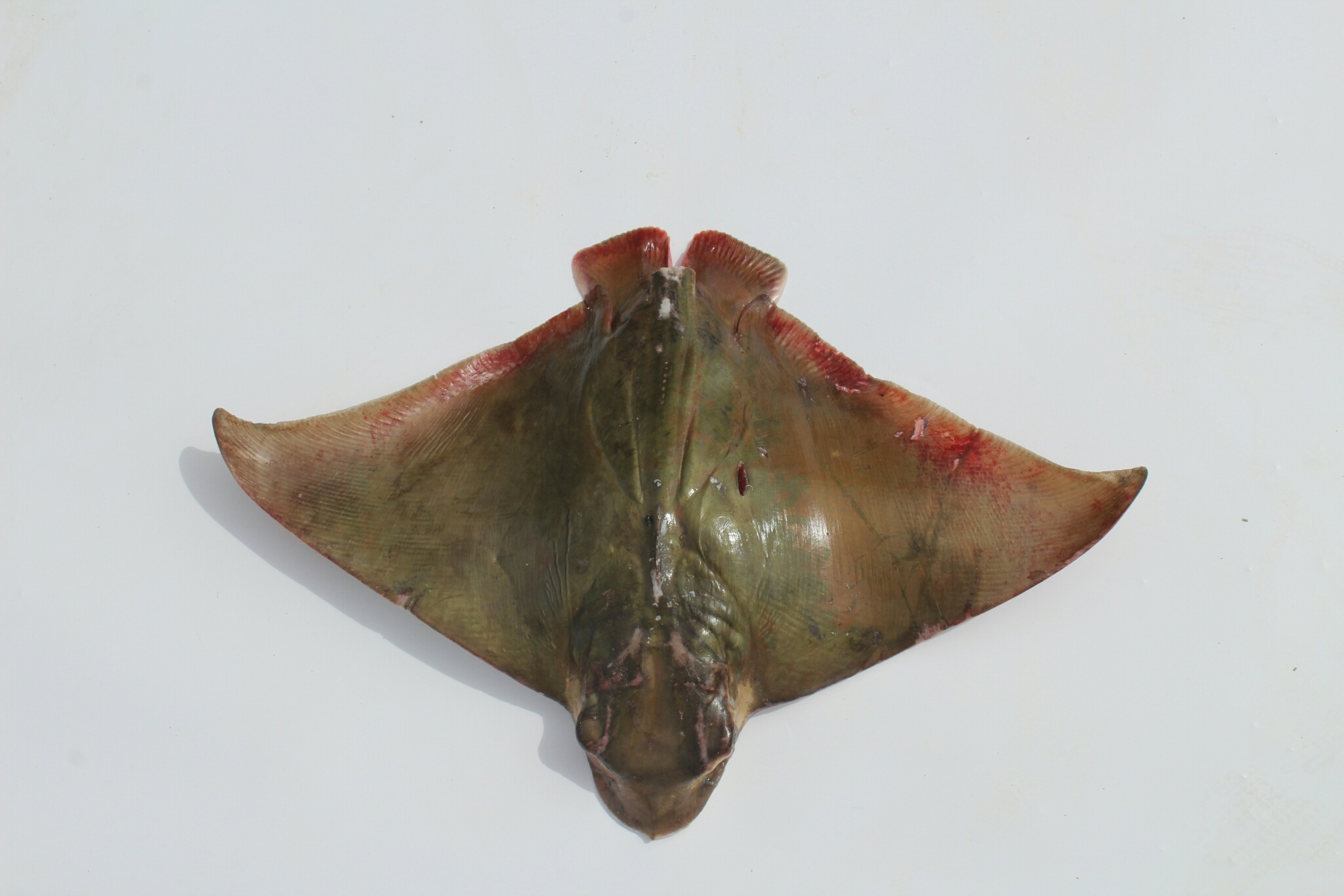 Myliobatis longirostris Applegate & Fitch, 1964