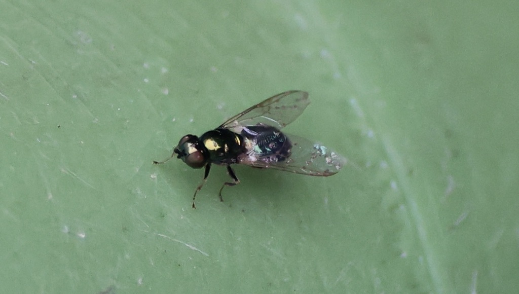 Black-horned Gem Fly from Bishops Lydeard, Taunton TA4, UK on August 4 ...