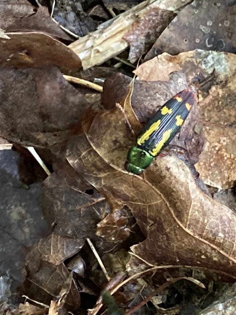 Red-legged Buprestis Beetle from Holly Manor Way, Fulton, MD, US on ...