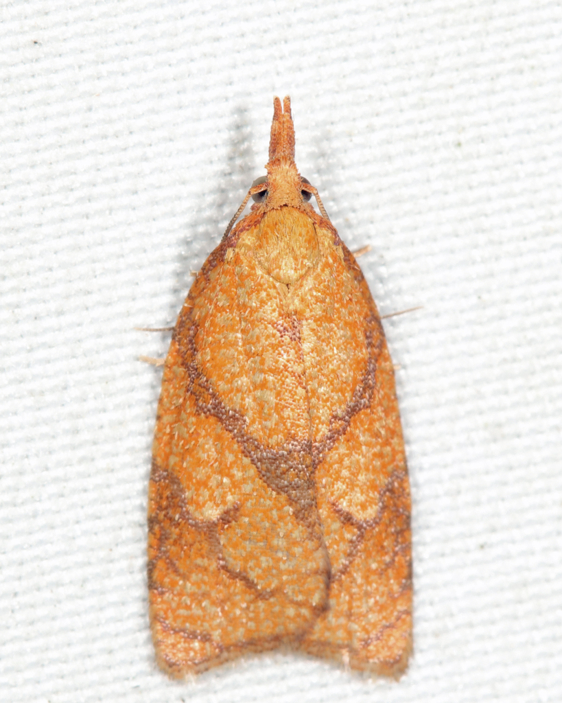 Reticulated Fruitworm Moth from Groton yard, MA, USA on August 4, 2023 ...