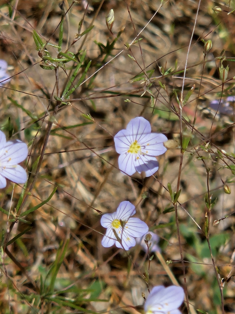Flax-flowered Linanthus from Mountain Center, CA 92561, USA on August 3 ...