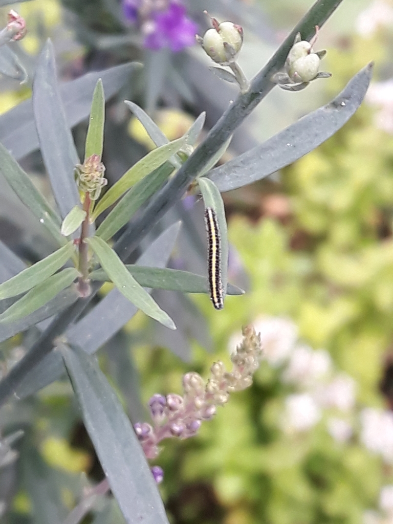 Toadflax Brocade Moth from Uxbridge UB8, UK on August 4, 2023 at 06:49 PM by kathyvivian ...