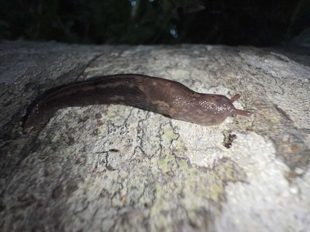 Leopard Slug from Rocky Point Training Area, Metchosin, BC, CA on ...