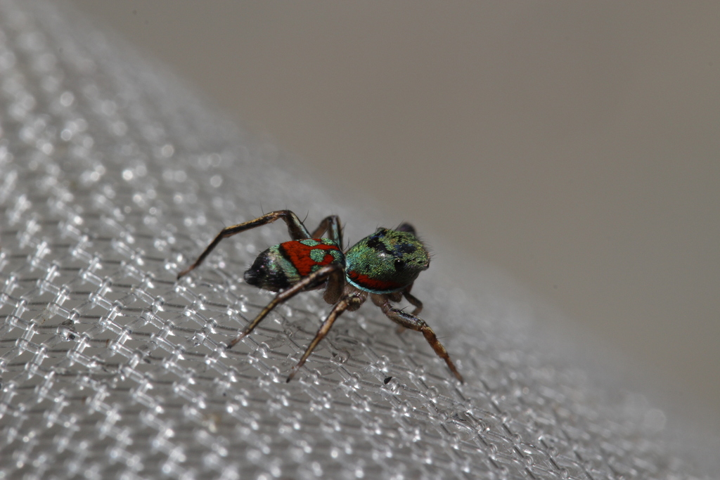 Jade Jumping Spider from Hikkaduwa, Sri Lanka on August 4, 2023 at 04: ...