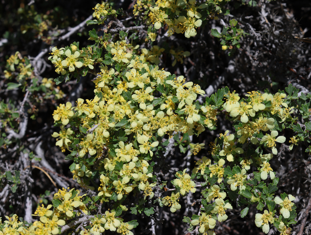 Antelope Bitterbrush from Carson City, Nevada, Verenigde Staten on June ...