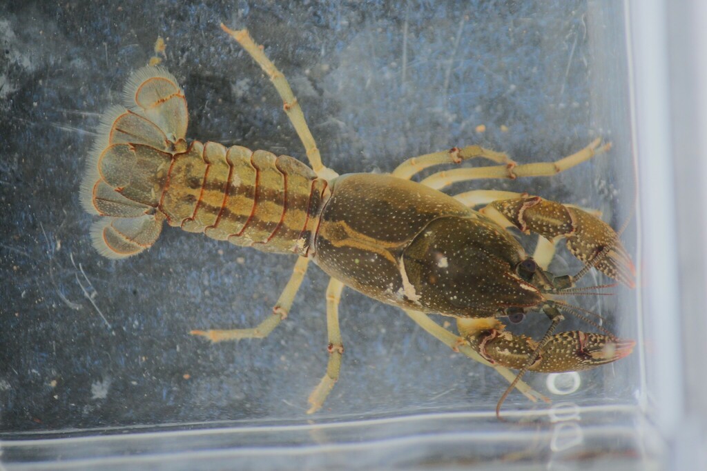 Great Plains Mudbug from St Louis County, MN, USA on July 29, 2023 at ...