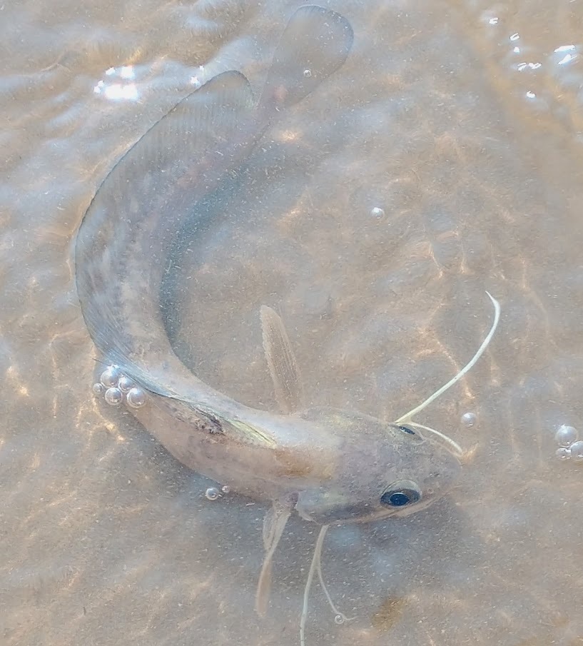Red Hake from Waterside on August 4, 2023 at 09:45 AM by Janet Wallace ...