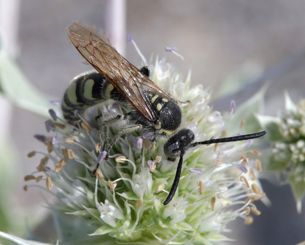 Six-spotted Scoliid Wasp from Donuzlav Lake on July 14, 2023 at 03:45 ...