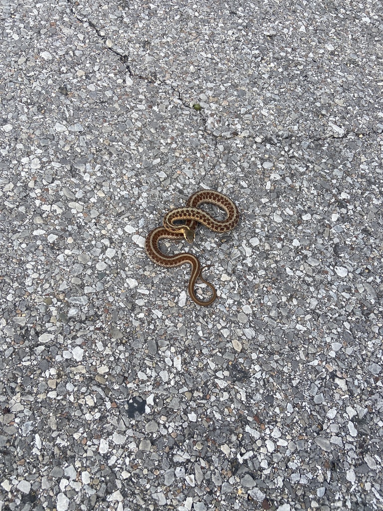 Common Garter Snake from Delaware County, US-OH, US on August 3, 2023 ...