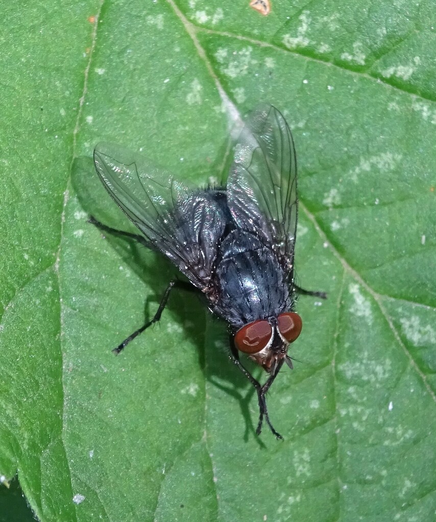 Bluebottle Flies from Călărașii Vechi, Roumanie on July 13, 2023 at 08: ...