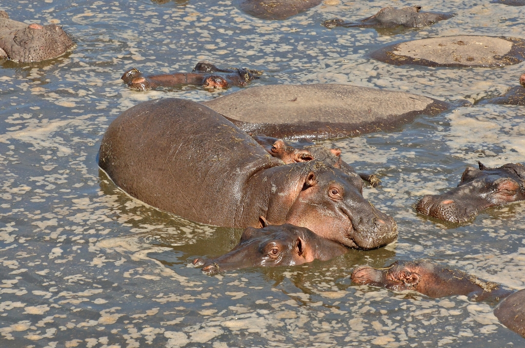 Nile Hippopotamuses (Hippopotamus) - Know Your Mammals