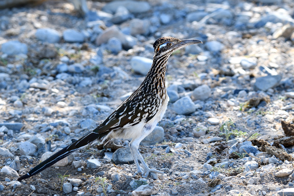 Greater Roadrunner from Bustamante, N.L., México on August 3, 2023 at ...