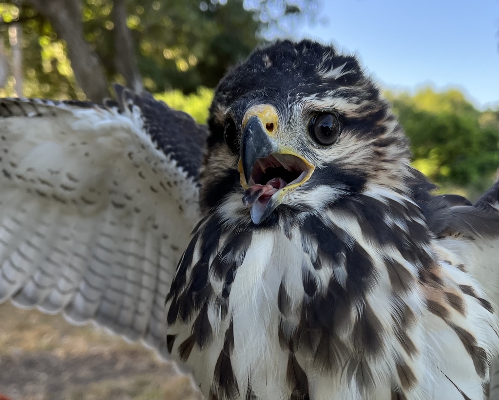 Gray Hawk from Harlingen, TX, US on August 4, 2023 at 08:03 AM by Mike ...