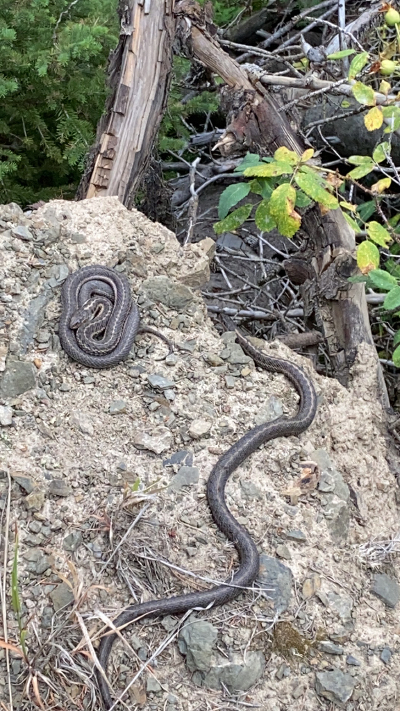 Western Terrestrial Garter Snake from Bozeman on August 4, 2023 at 01: ...