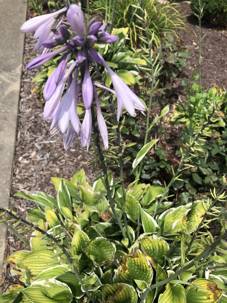hostas from Morgantown Pike, Belington, WV, US on August 4, 2023 at 01: ...