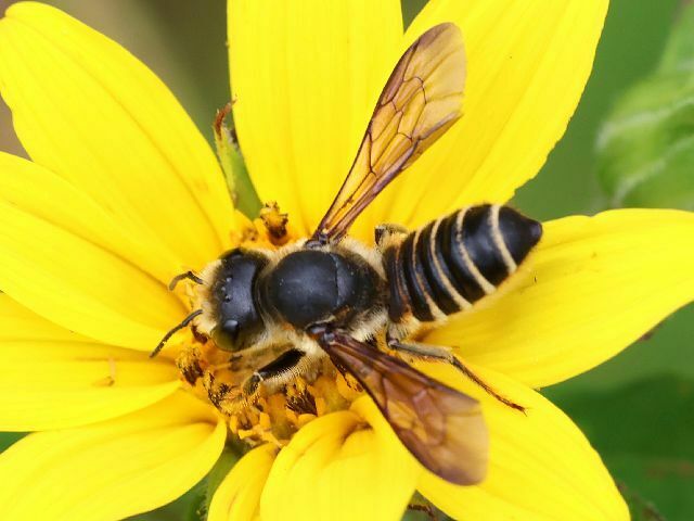 Megachile inimica sayi from Oakland Lake Wildflower Meadow, Bayside ...