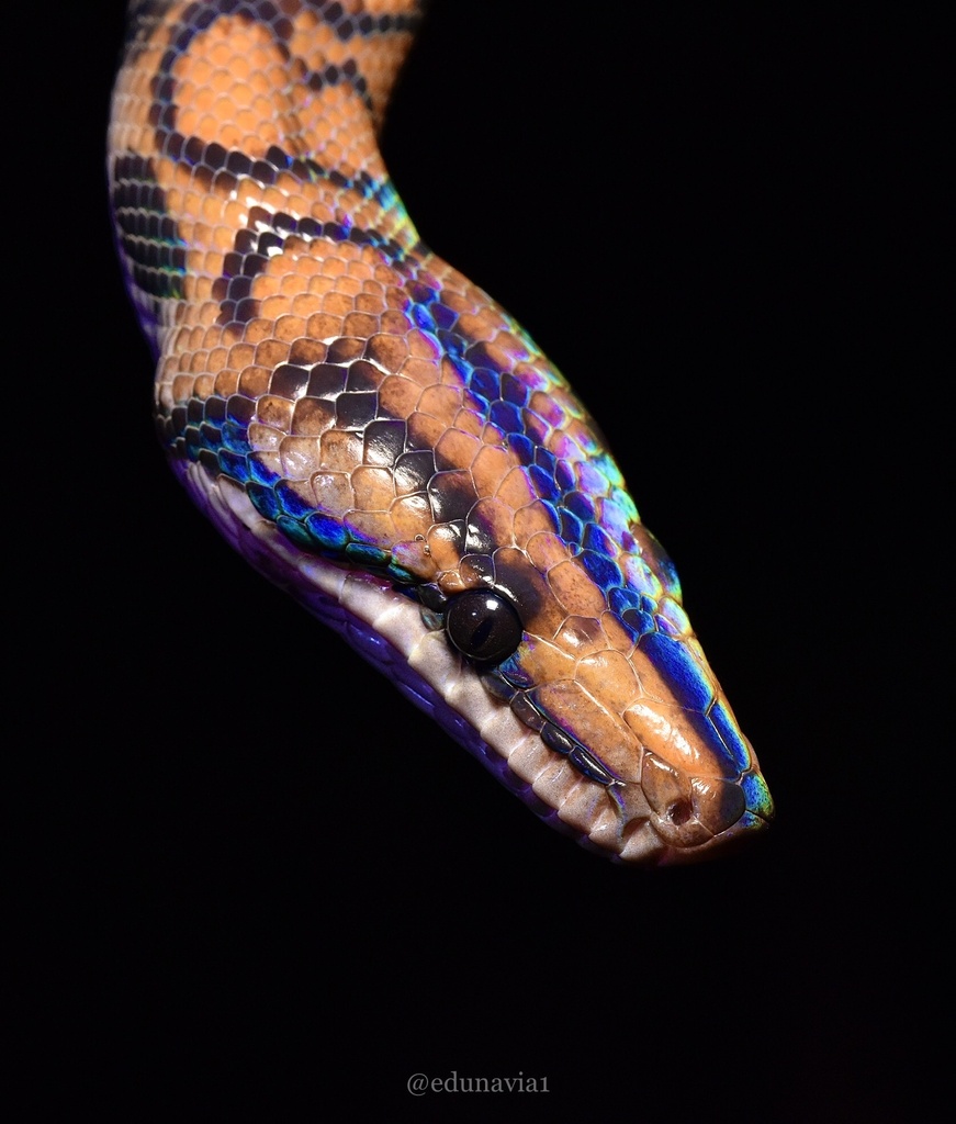 Western Rainbow Boa from Parque Nacional Carrasco, Departamento de ...