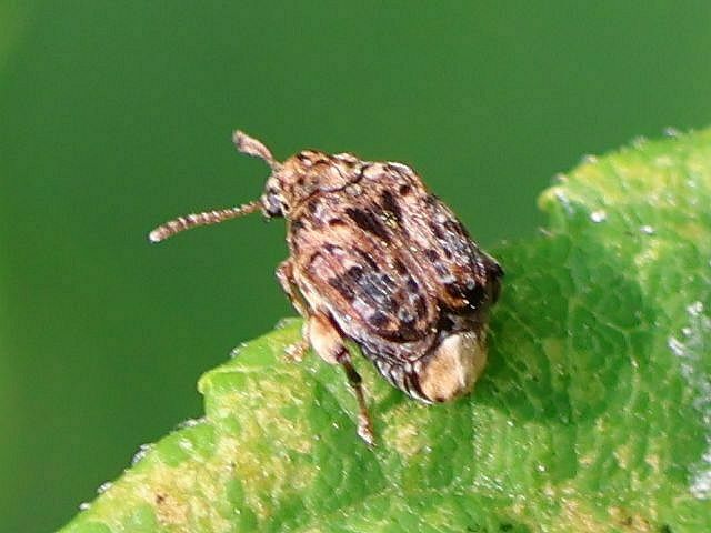 Redbud Seed Weevil from Oakland Lake Wildflower Meadow, Bayside, Queens ...