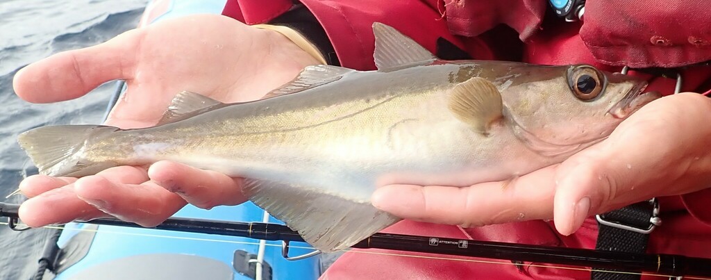 Atlantic pollock on July 29, 2023 at 09:33 AM by mikkel65. Caught ...