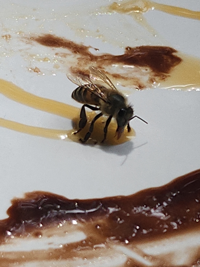Western Honey Bee from Heroica Puebla de Zaragoza on August 4, 2023 at 02:26 PM by jerrws ...