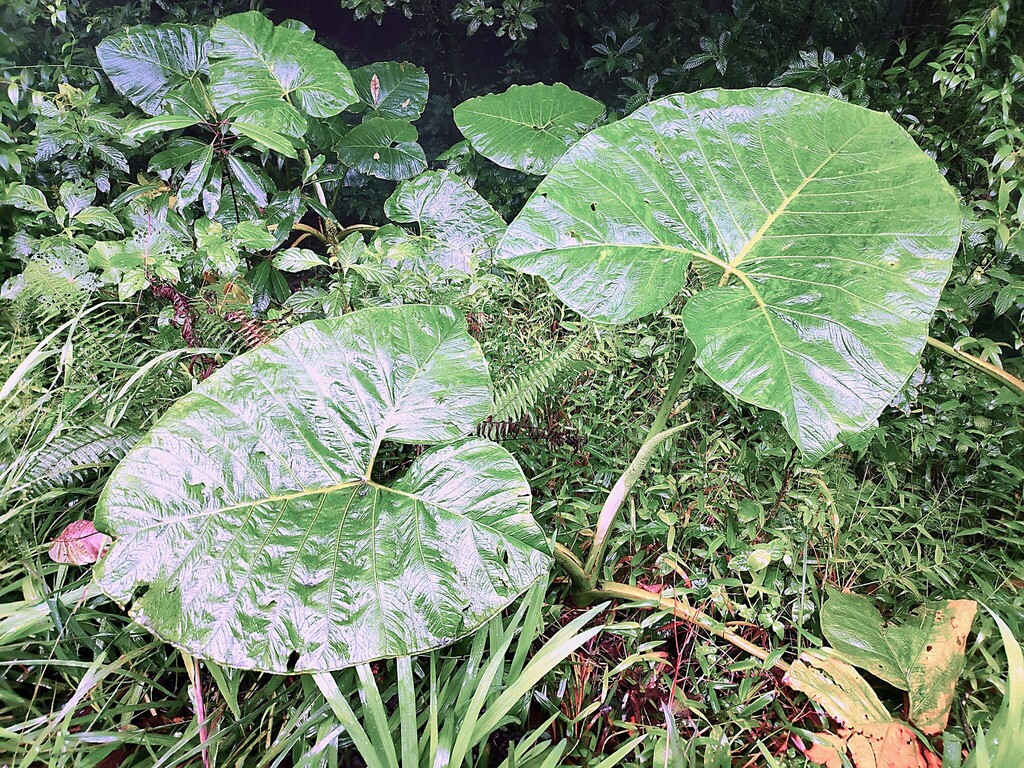 Arrowleaf Elephant's Ear from Costa Rica, Puntarenas, Monteverde ...
