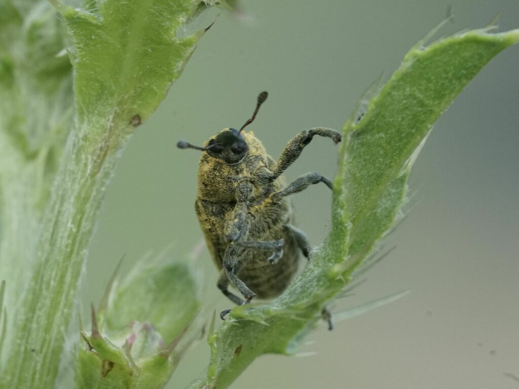 Canada Thistle Bud Weevil from Cecil County College - Buildings, Cecil ...