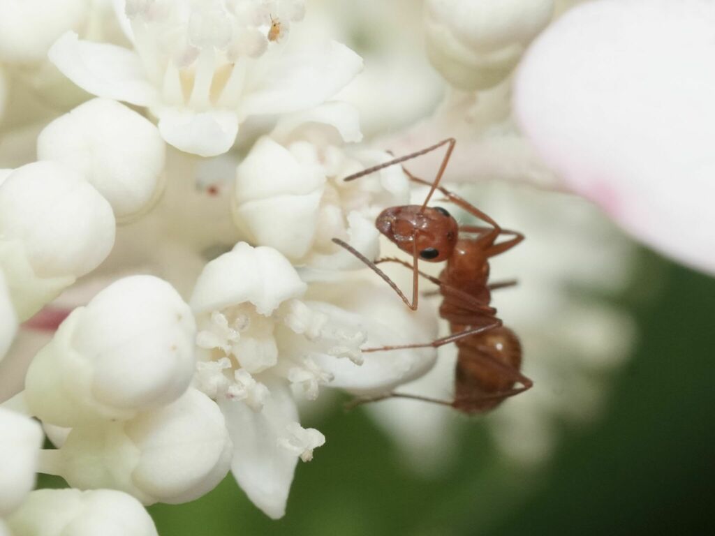 pallidefulva-group Field Ants from Cecil County College - Buildings ...