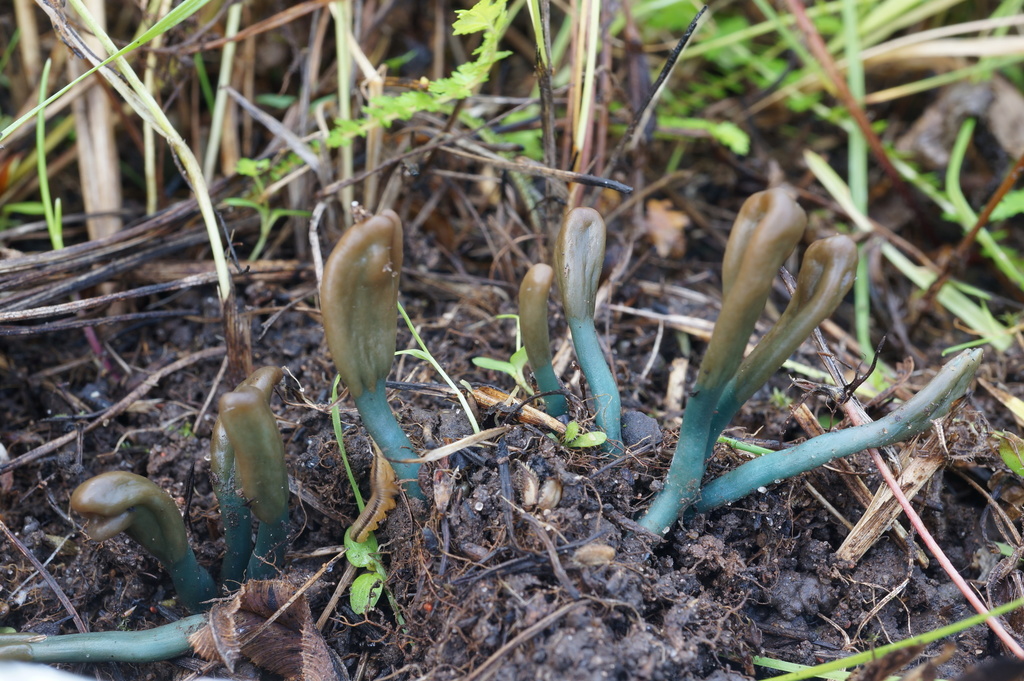 Microglossum parvisporum (Earthtongues of the World) · iNaturalist