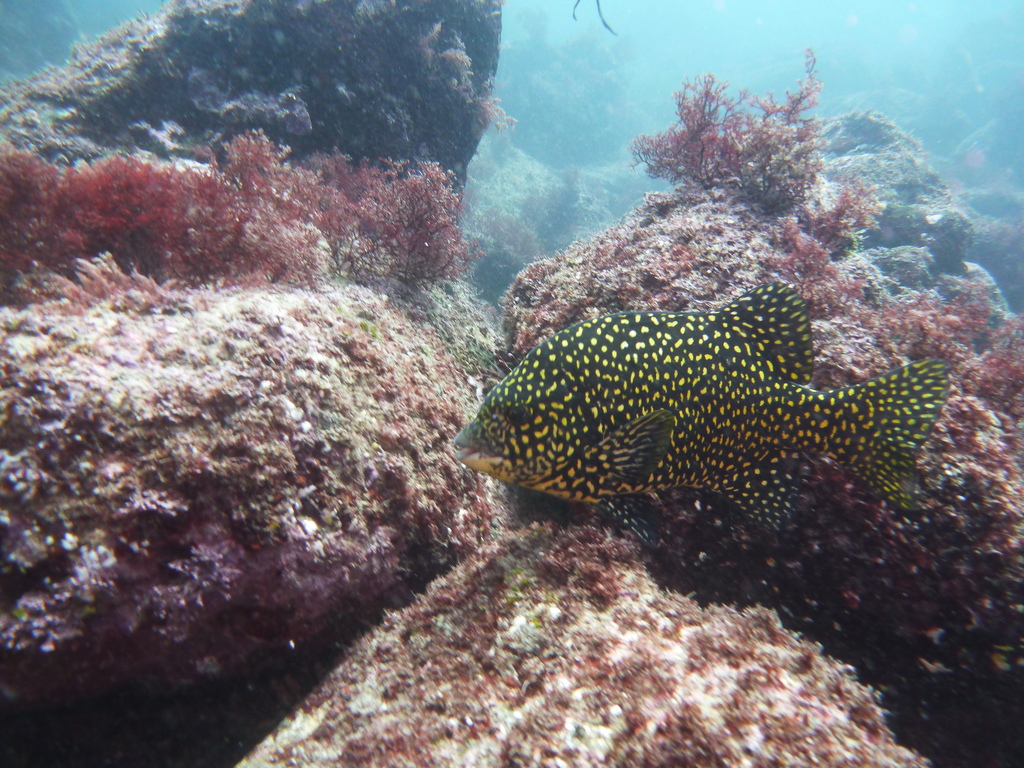 Pacific beakfish from Fernandina, Ecuador on July 30, 2023 at 12:03 PM ...