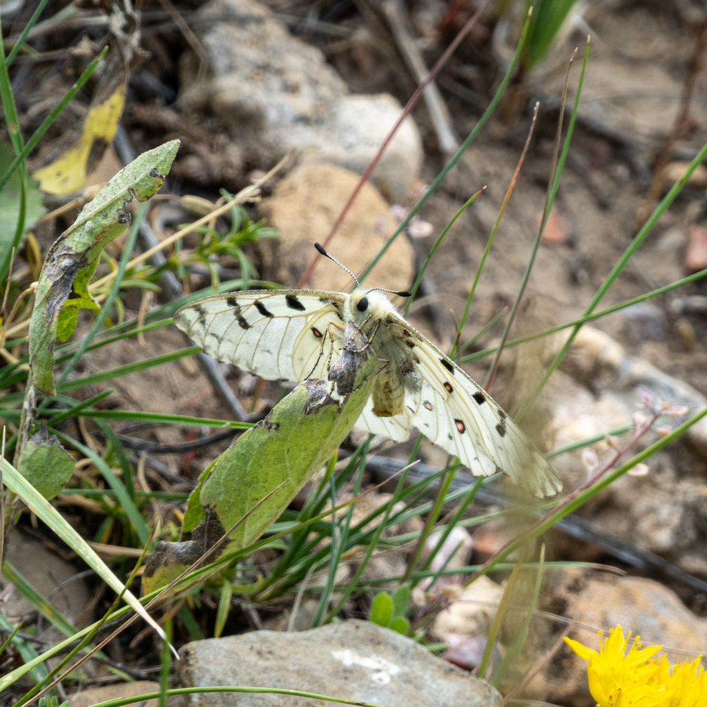 Rocky Mountain Parnassian from Sheridan County, WY, USA on July 23 ...