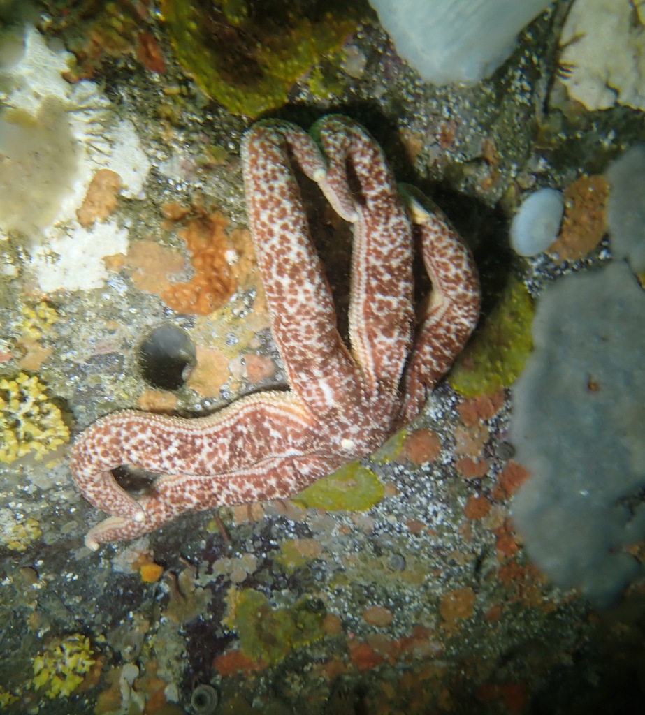 Mottled Star from Outside Neah Bay, WA on August 01, 2023 at 11:54 AM ...