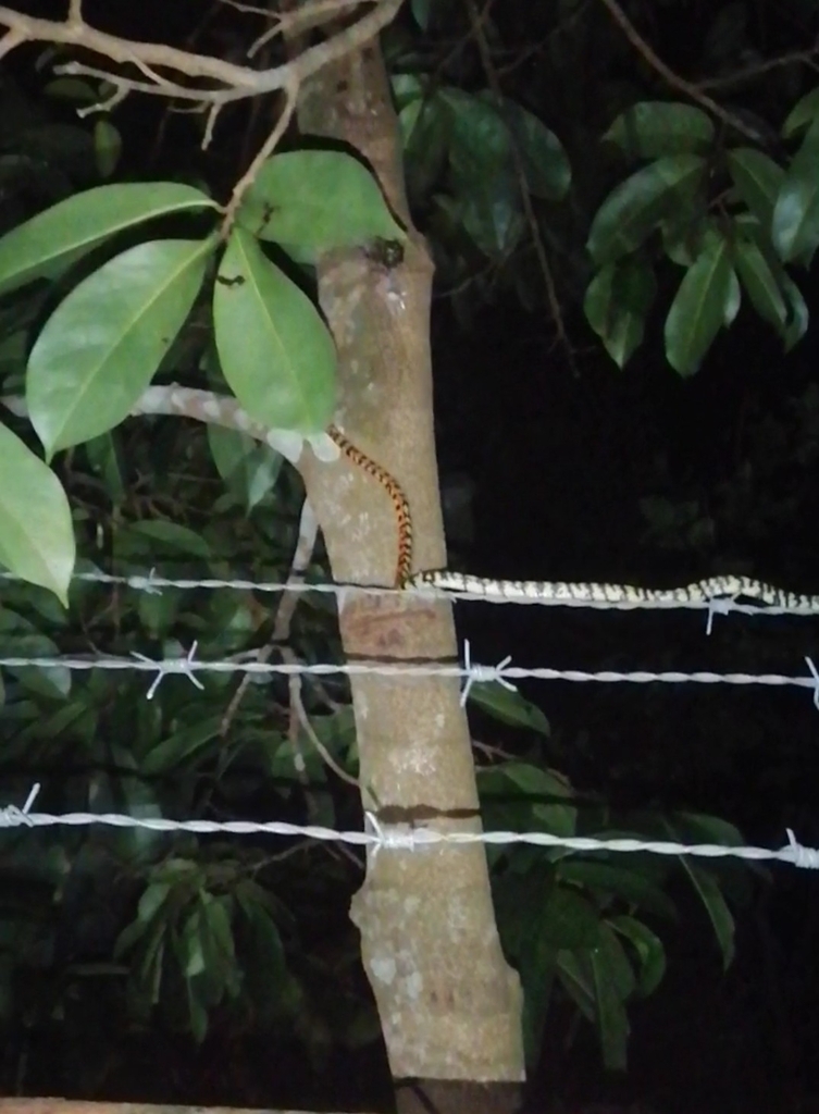 Panama Spotted Night Snake from 85M2+QWH, Colón, Panamá on May 29, 2023 ...