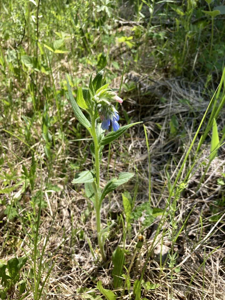 Tall Bluebell from Southwest Calgary, Calgary, AB, Canada on June 7 ...