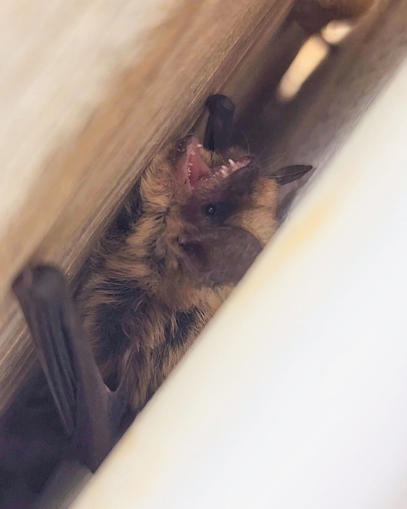 Mouse-eared Bats from Ranchita, CA 92066, USA on August 4, 2023 at 10: ...