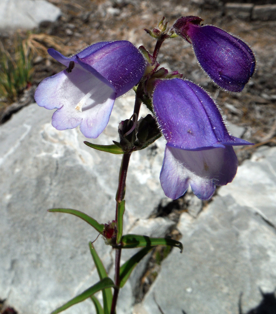 Penstemon leonensis from Gral Zaragoza, N.L., Mexico on July 26, 2023 ...